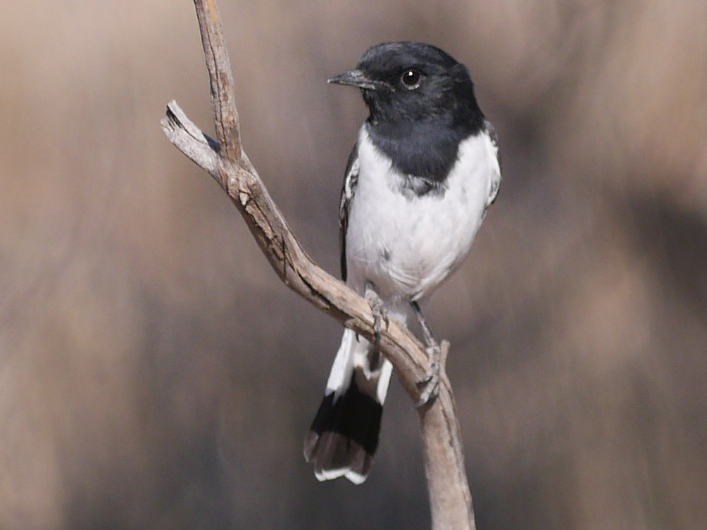 Hooded Robin - eBird