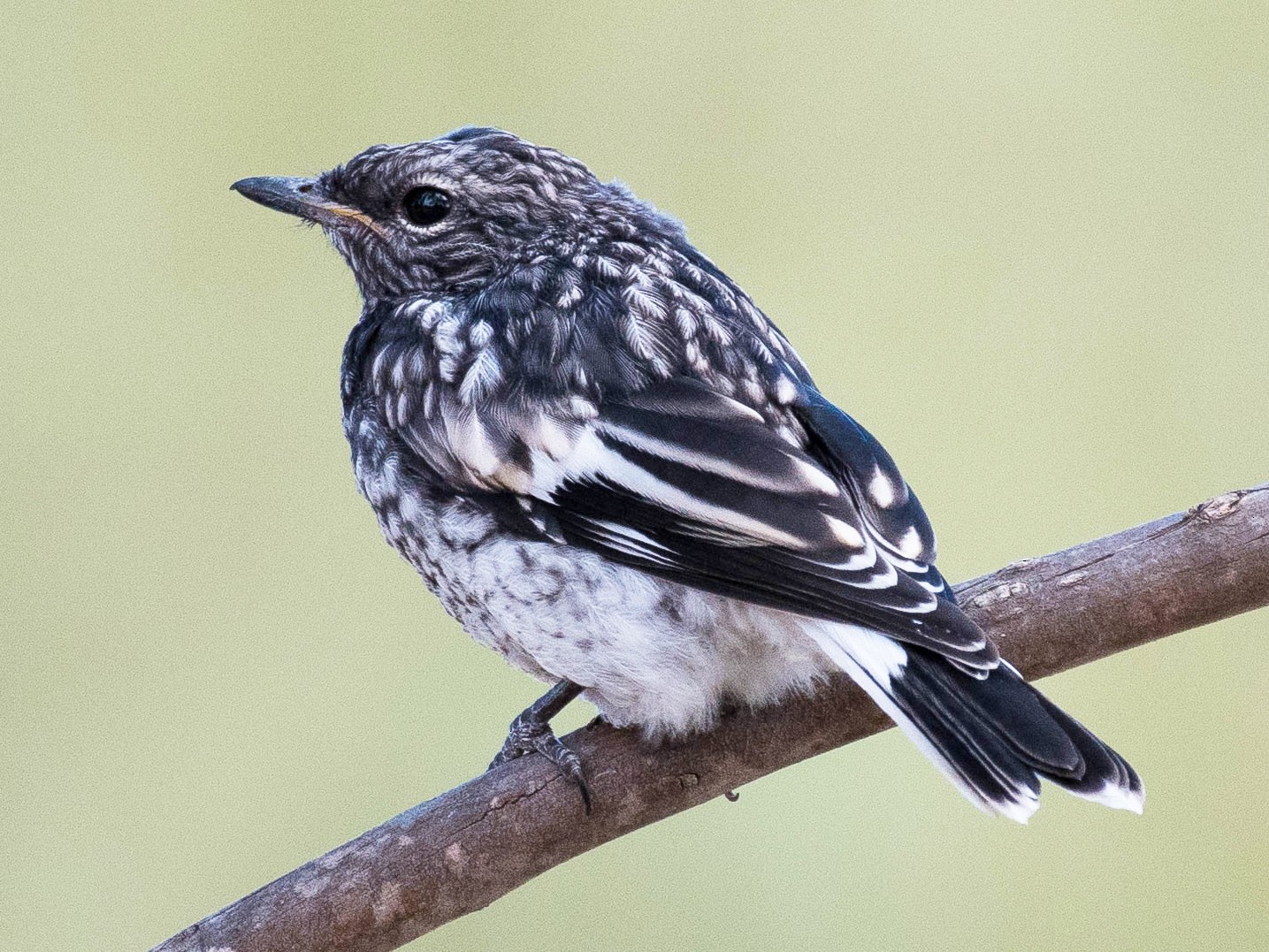 Hooded Robin - eBird