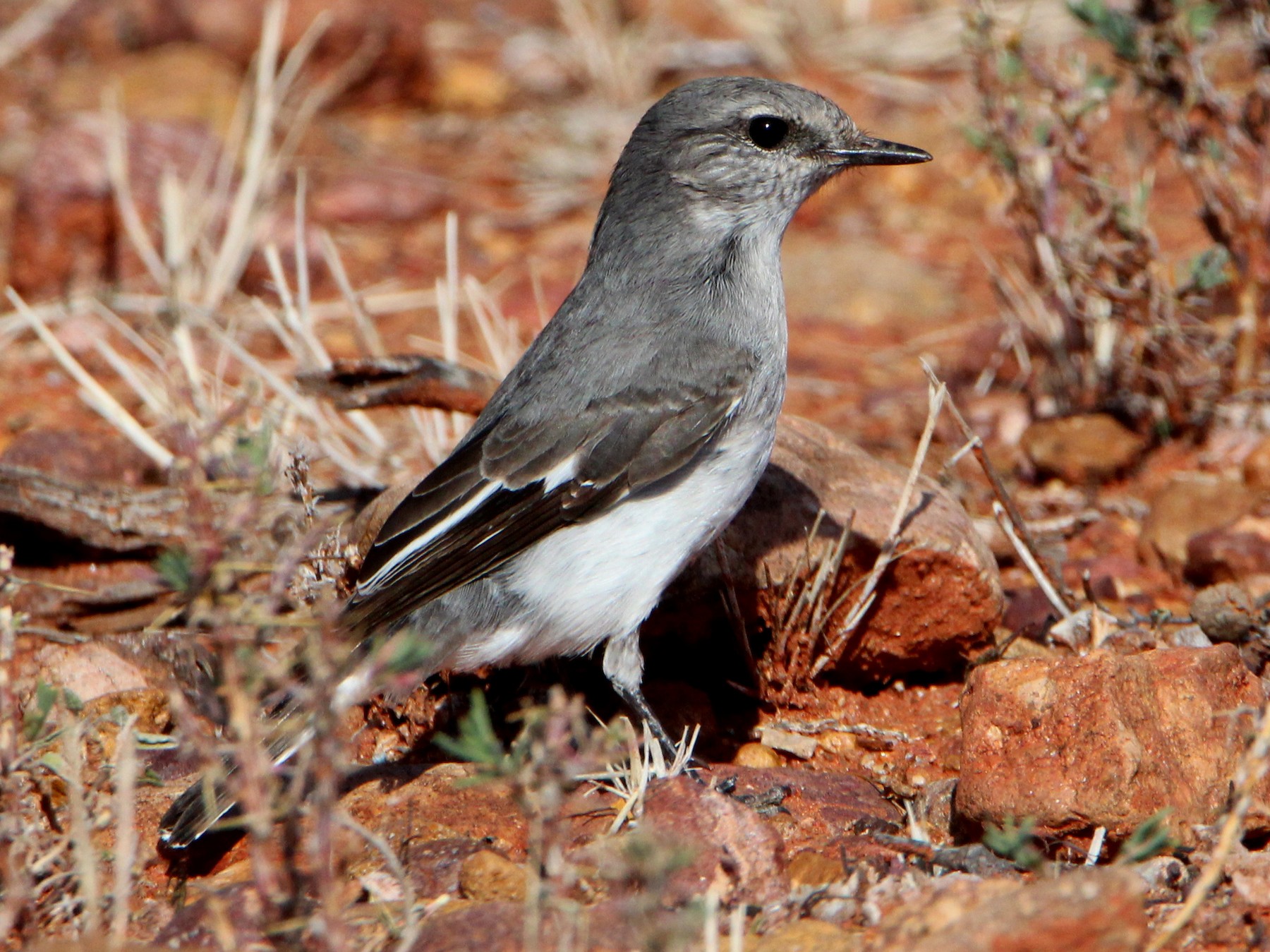 Hooded Robin - eBird