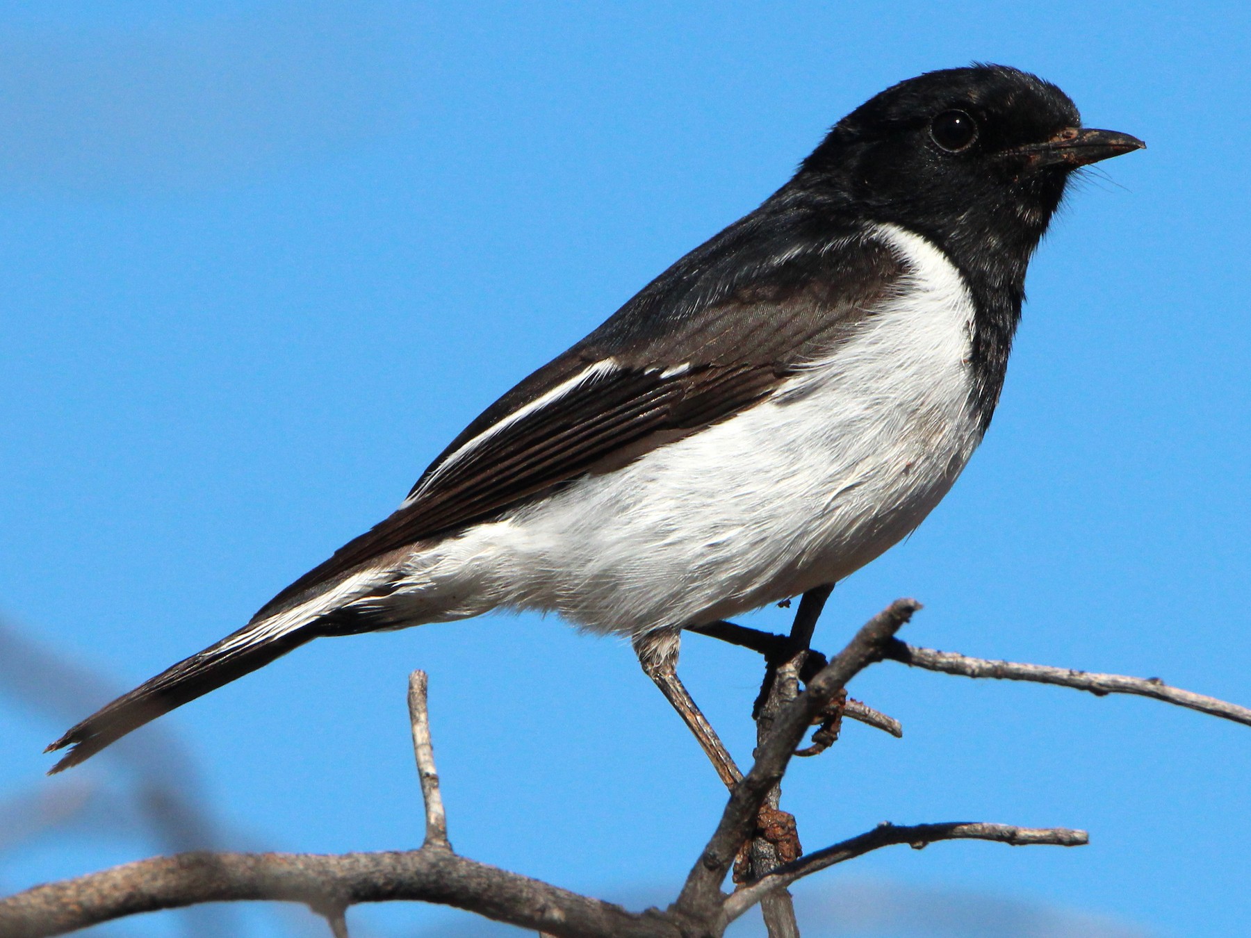 Hooded Robin - eBird