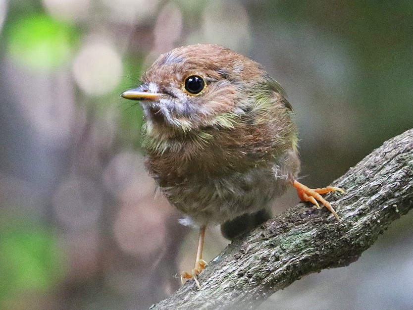 Pale-yellow Robin - eBird