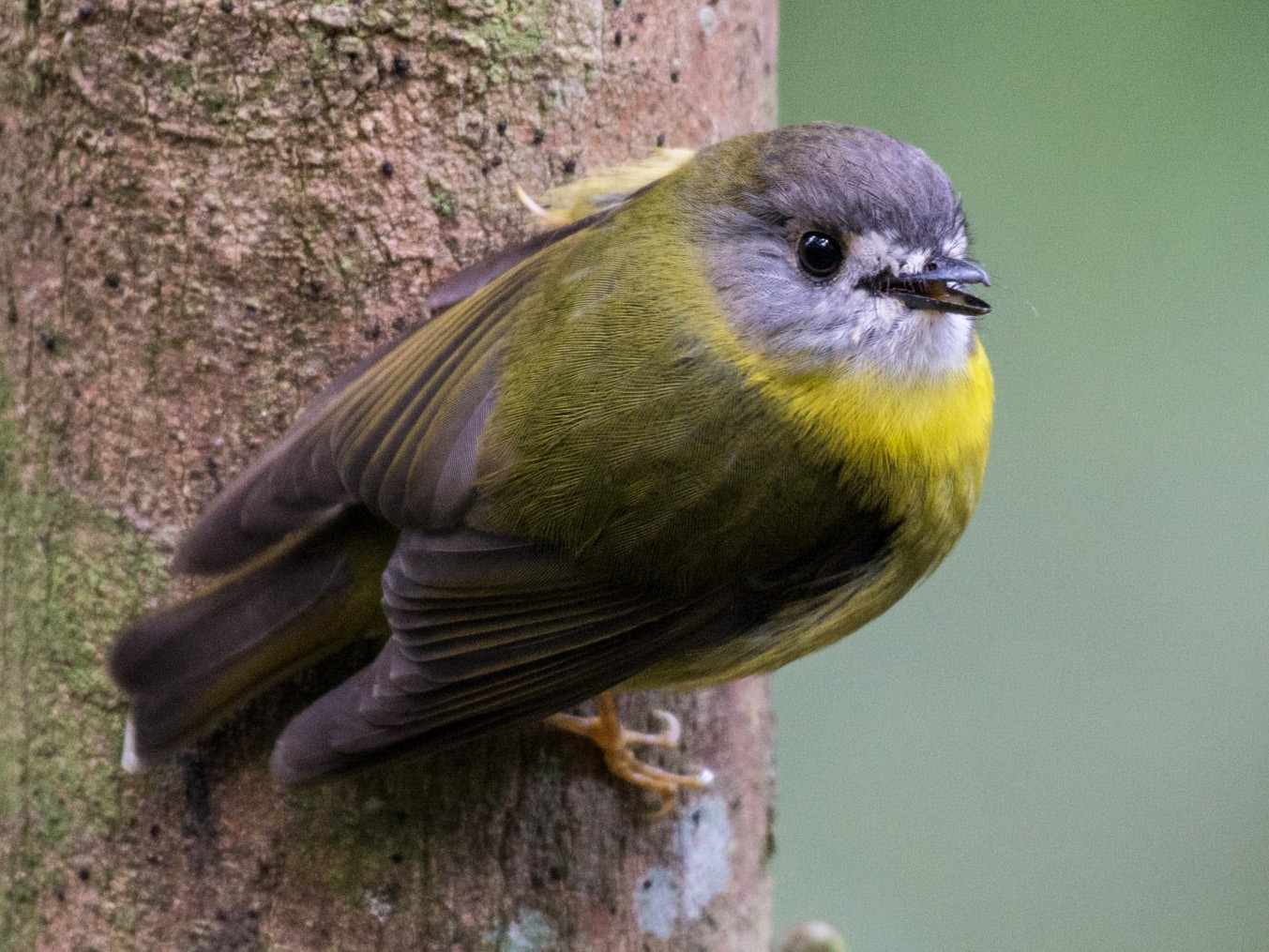 Pale-yellow Robin - eBird