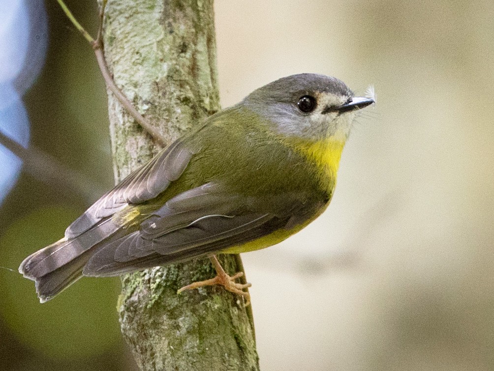 Pale-yellow Robin - eBird