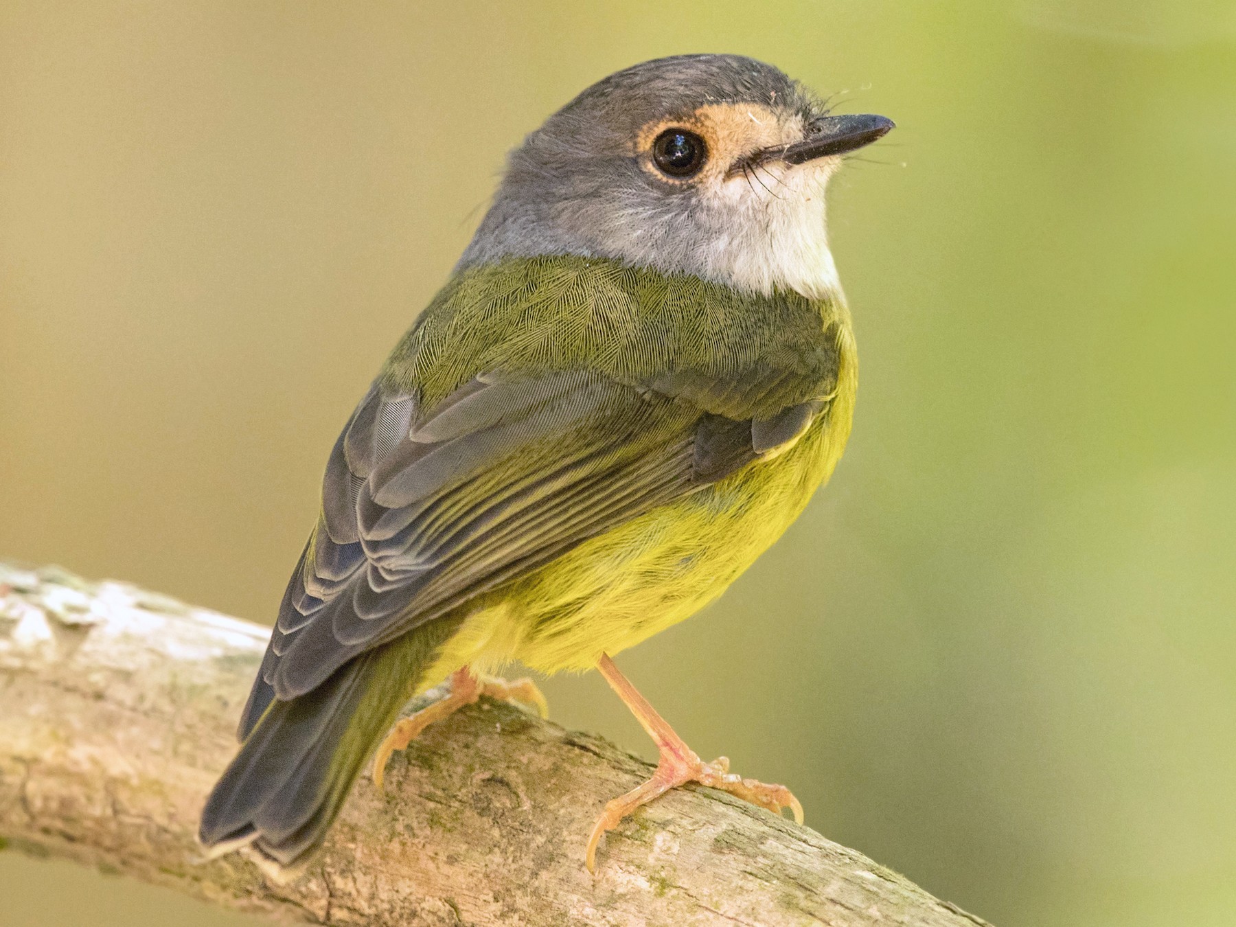 Pale-yellow Robin - eBird