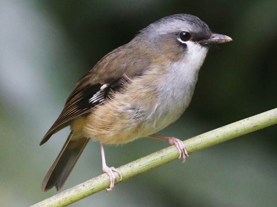 Gray-headed Robin - eBird