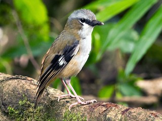 Grey-headed Robin - eBird