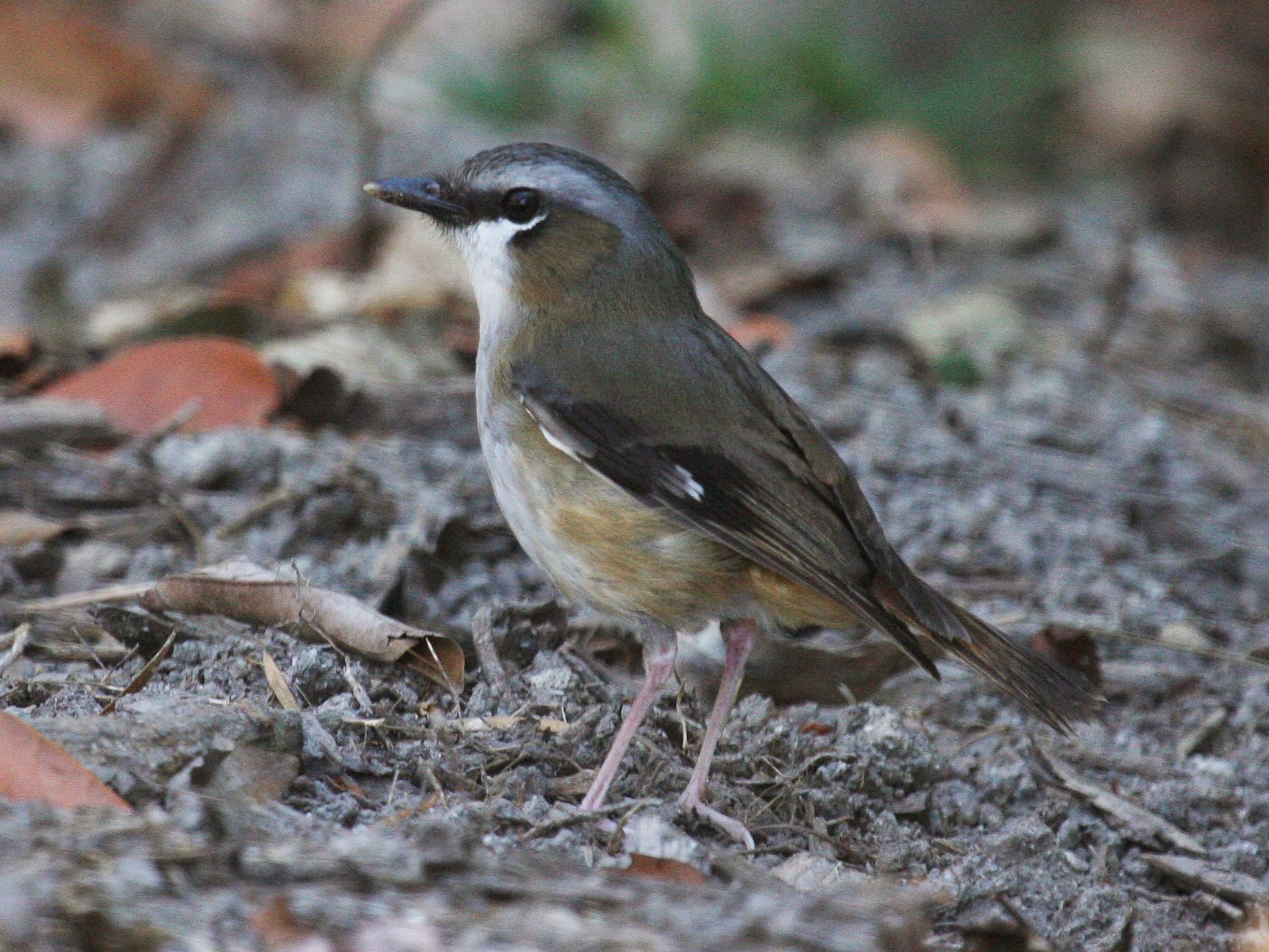 Gray-headed Robin - eBird
