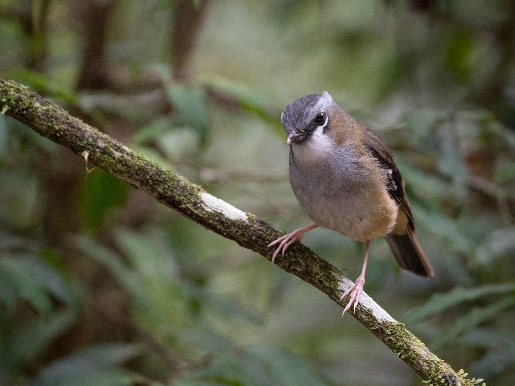Gray-headed Robin - eBird