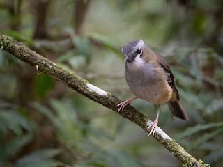 Grey-headed Robin - eBird