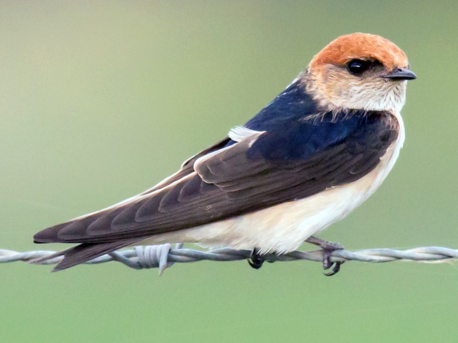 Golondrina Ariel - eBird