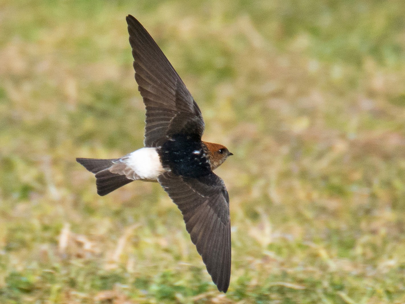 Fairy Martin - eBird