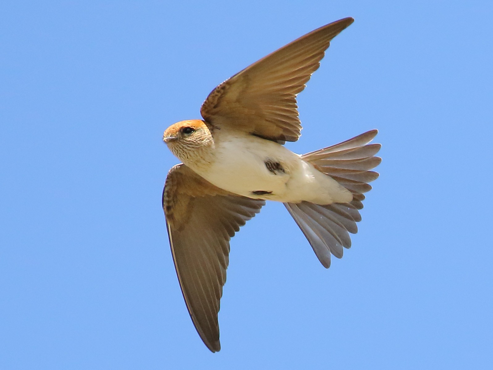 Fairy Martin - eBird