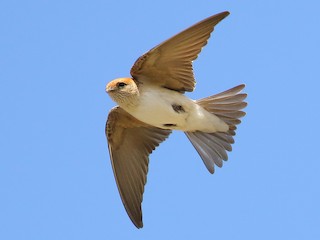 Fairy Martin - eBird