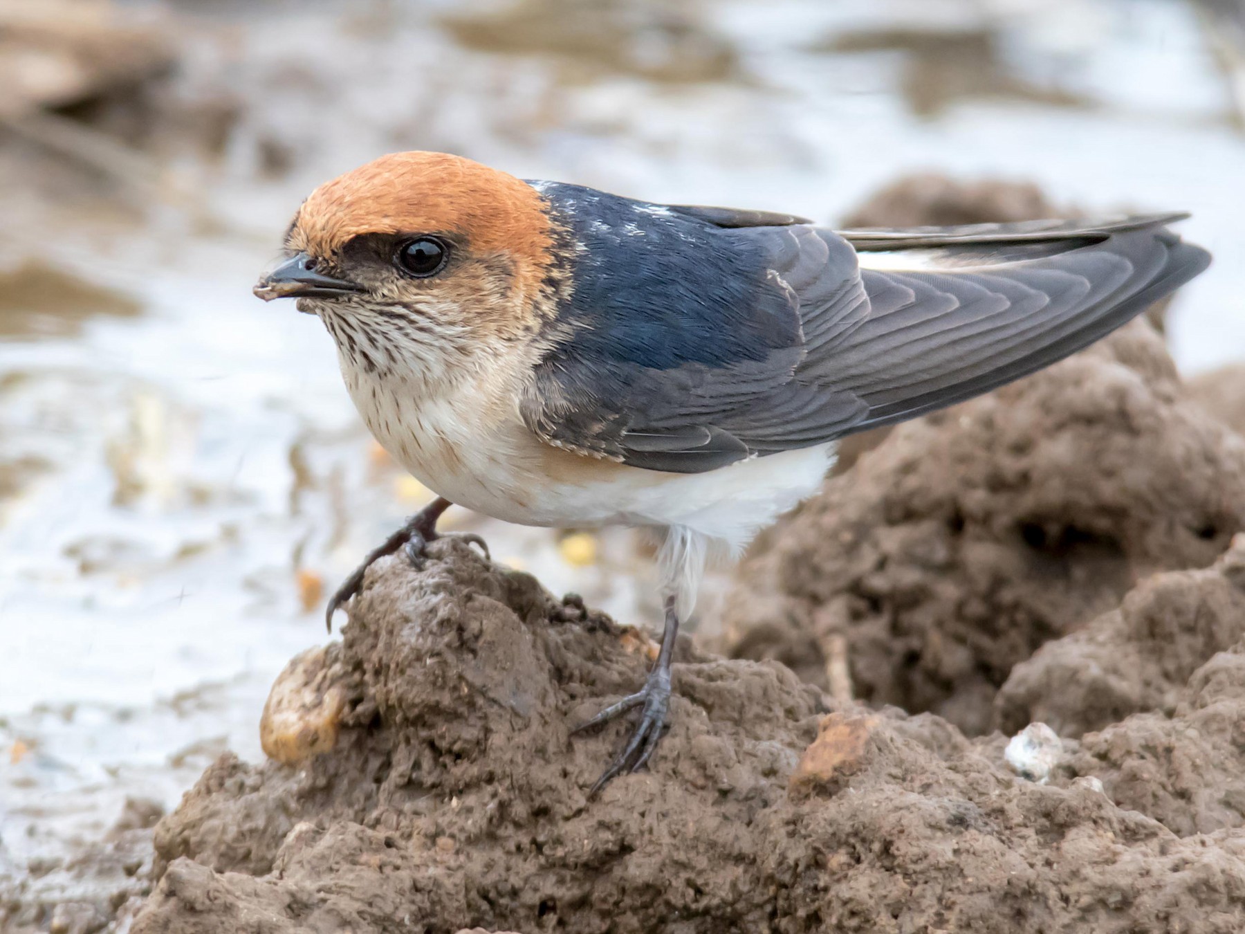 Fairy Martin - eBird