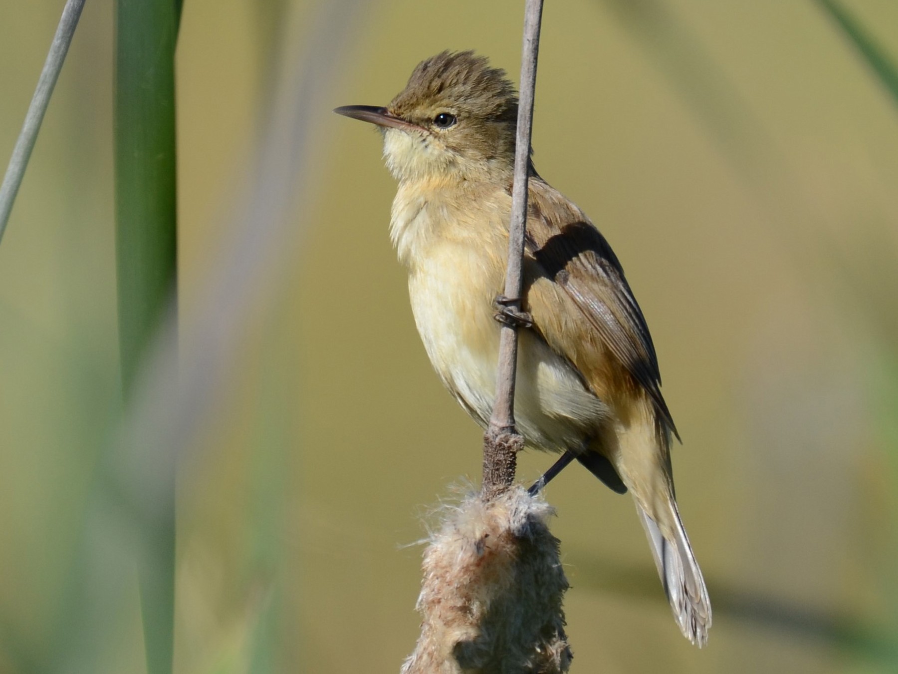 Australian Reed Warbler - eBird