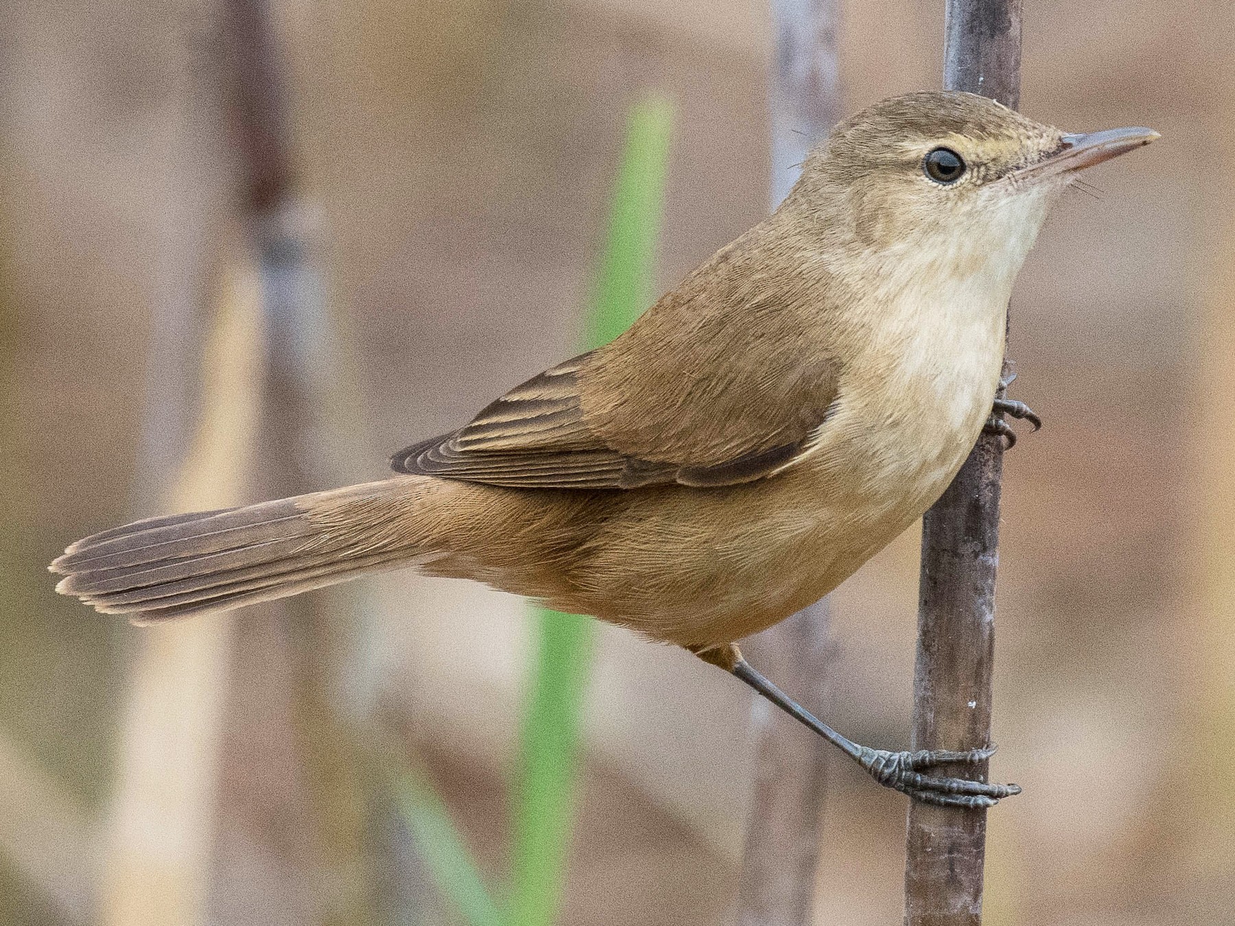 Australian Reed Warbler - eBird