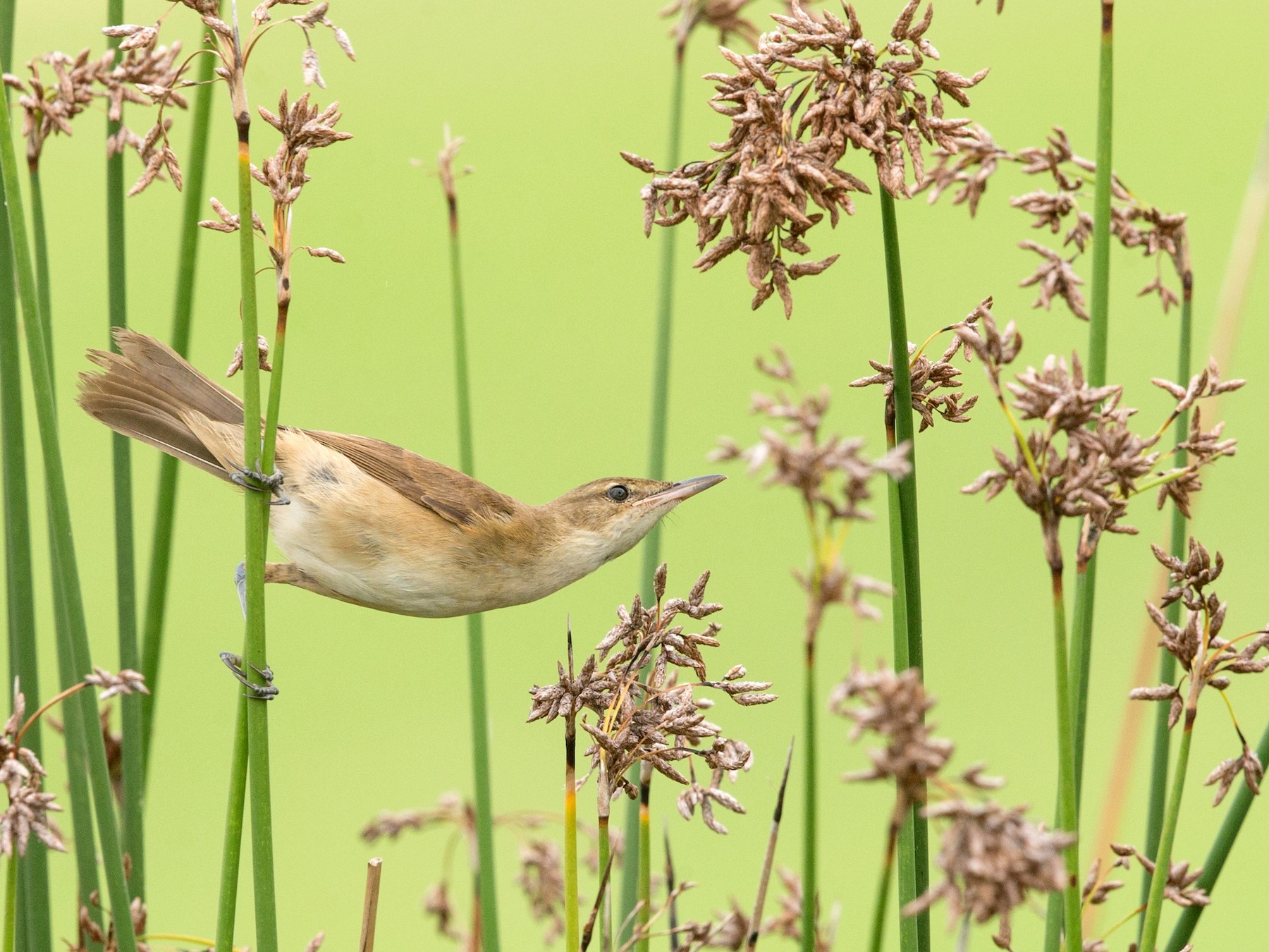 Australian Reed Warbler - eBird