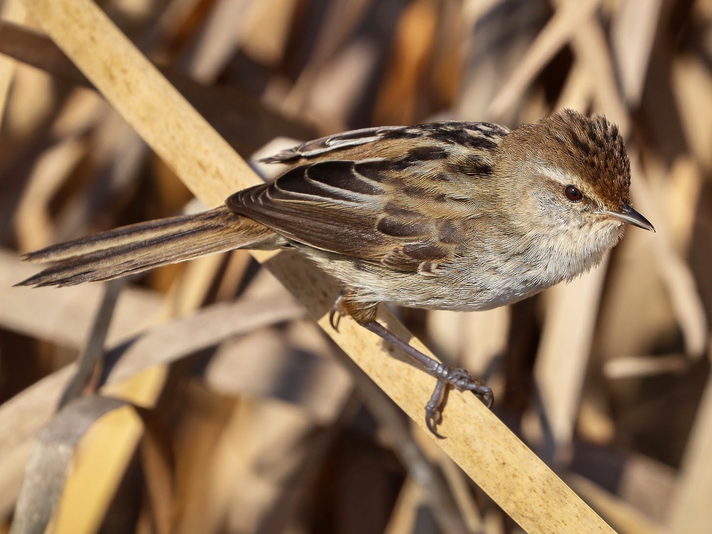 Little Grassbird - eBird