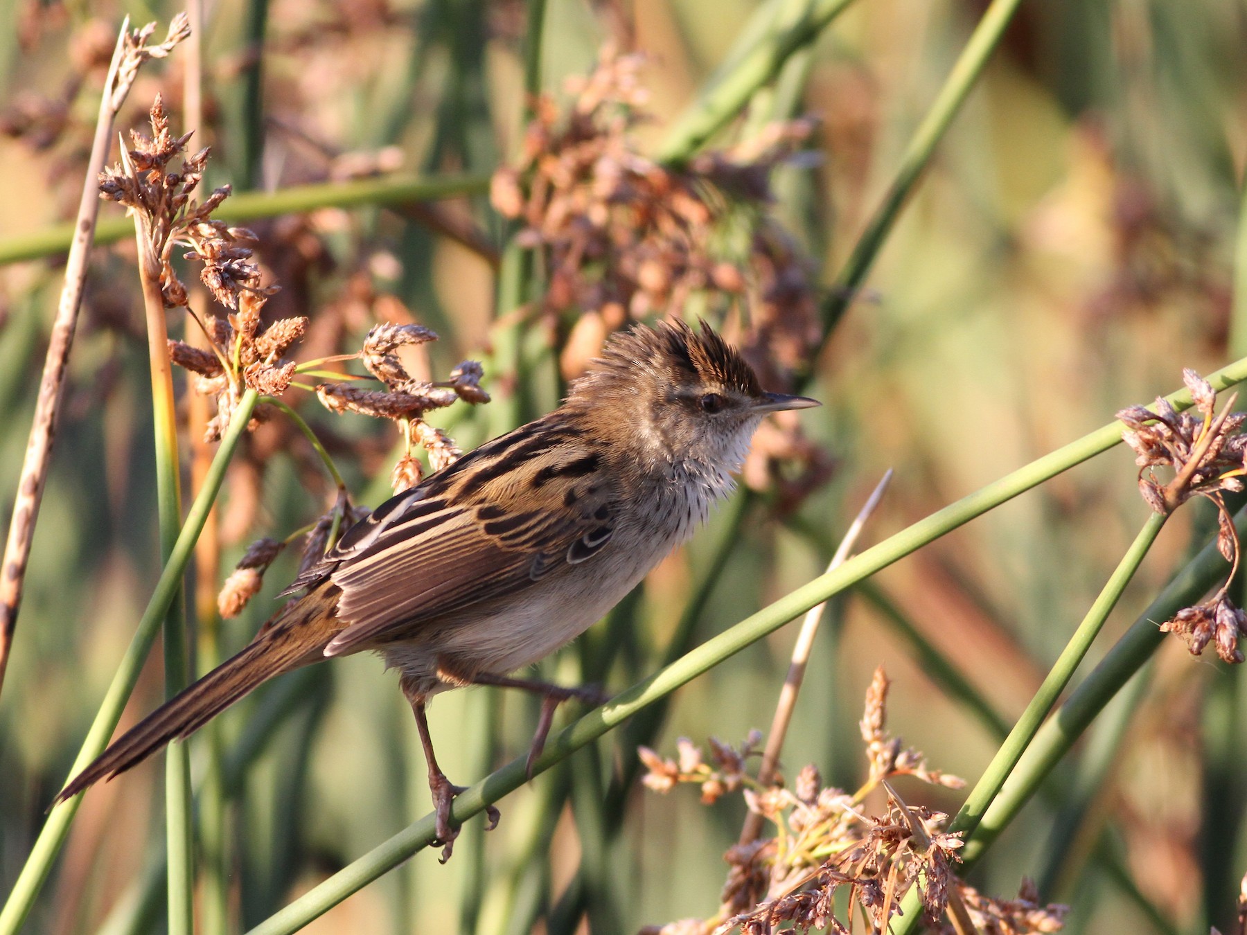 Little Grassbird - eBird