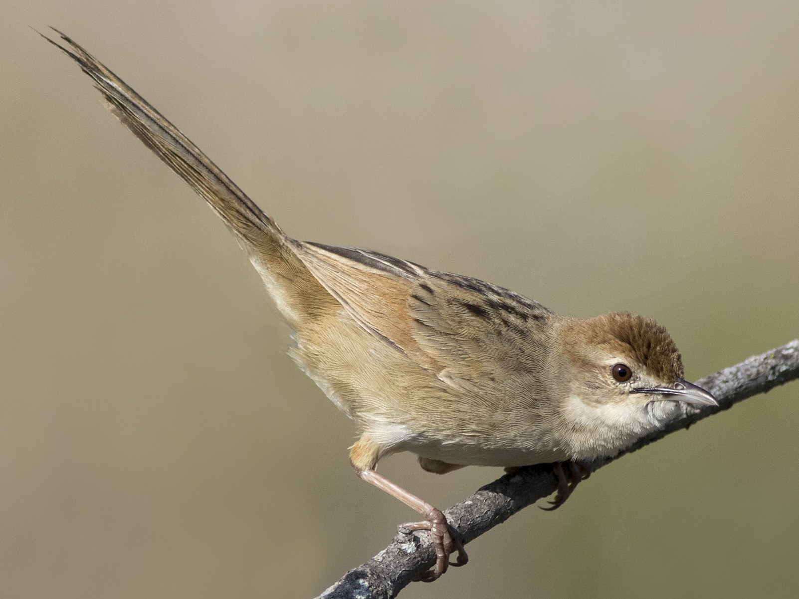 Tawny/Papuan Grassbird - eBird