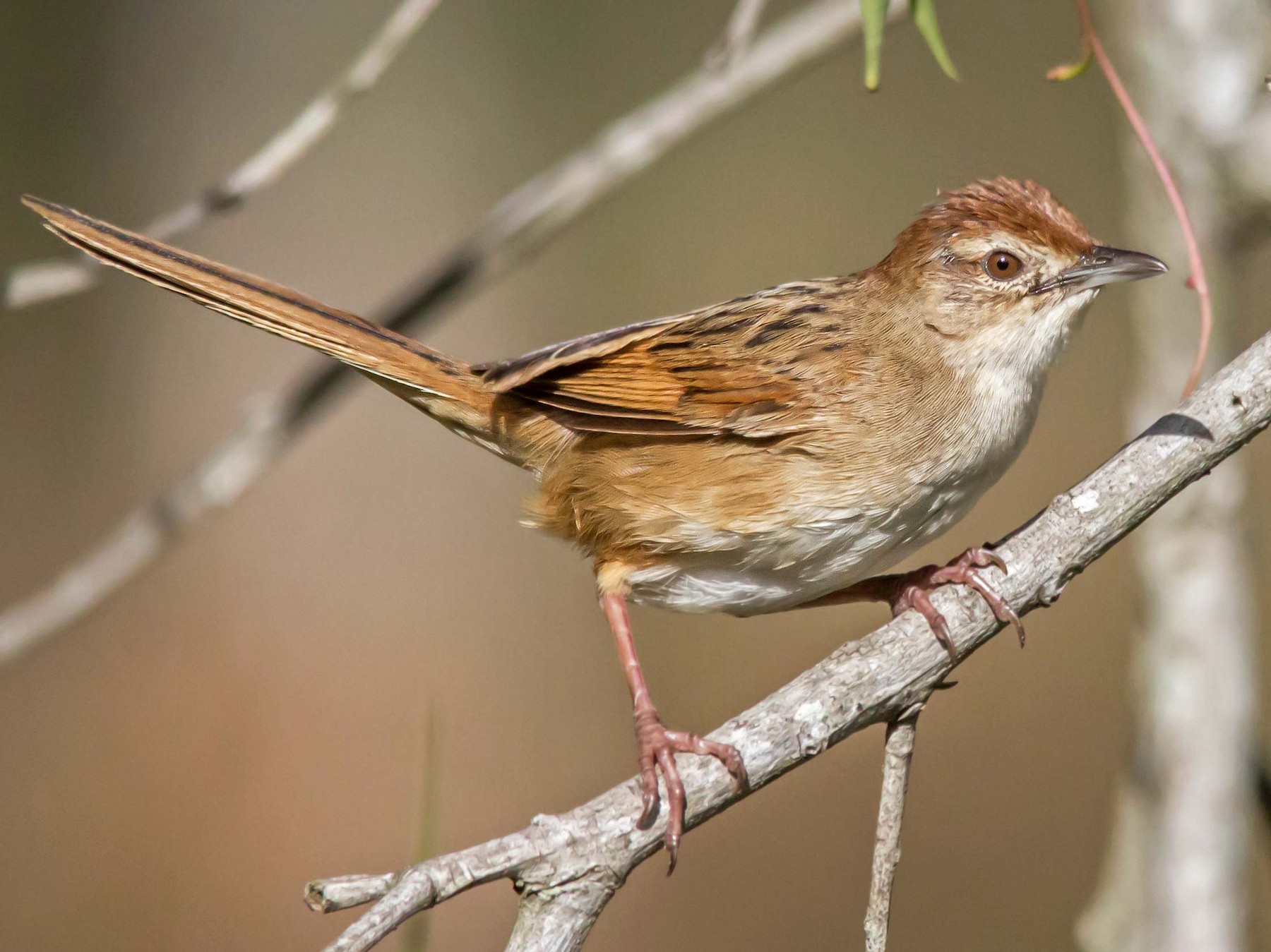 Tawny Grassbird - eBird