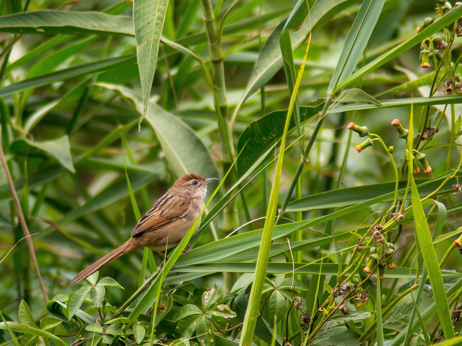 Tawny Grassbird - eBird