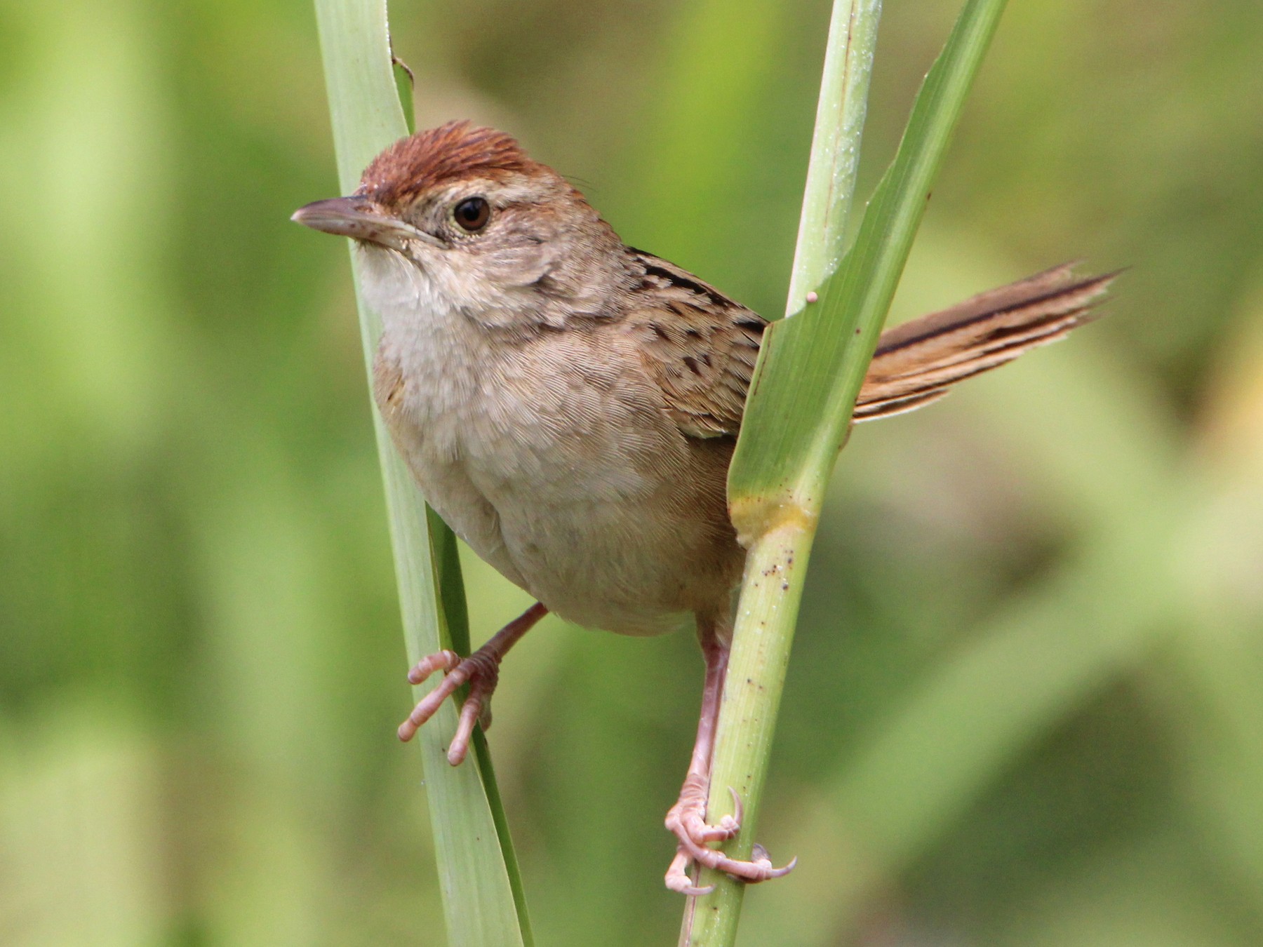 Tawny Grassbird - eBird