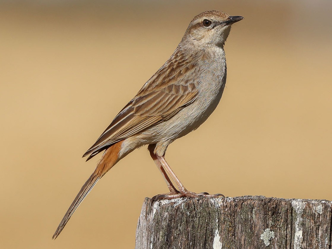 Rufous Songlark - eBird