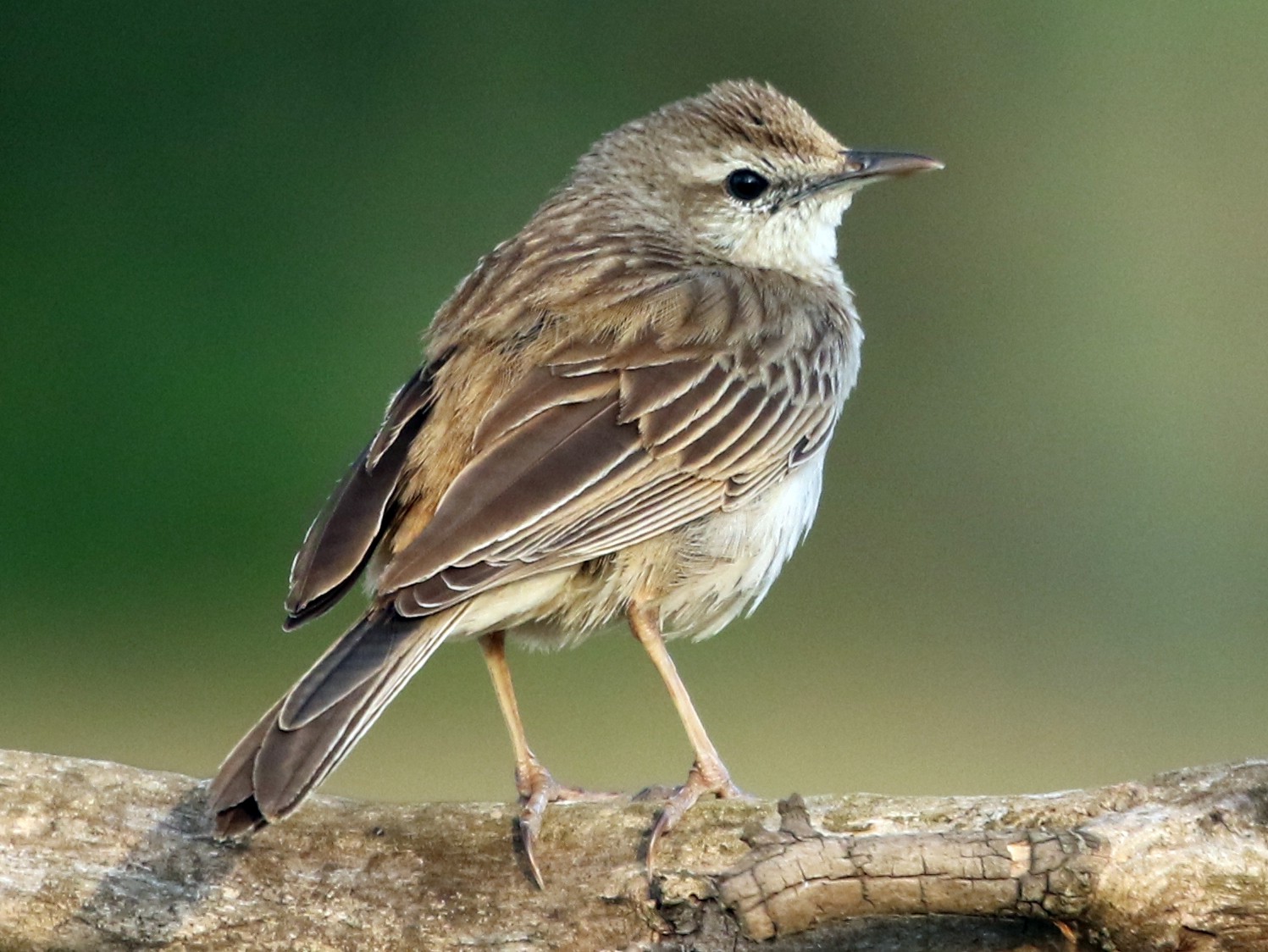 Rufous Songlark - eBird