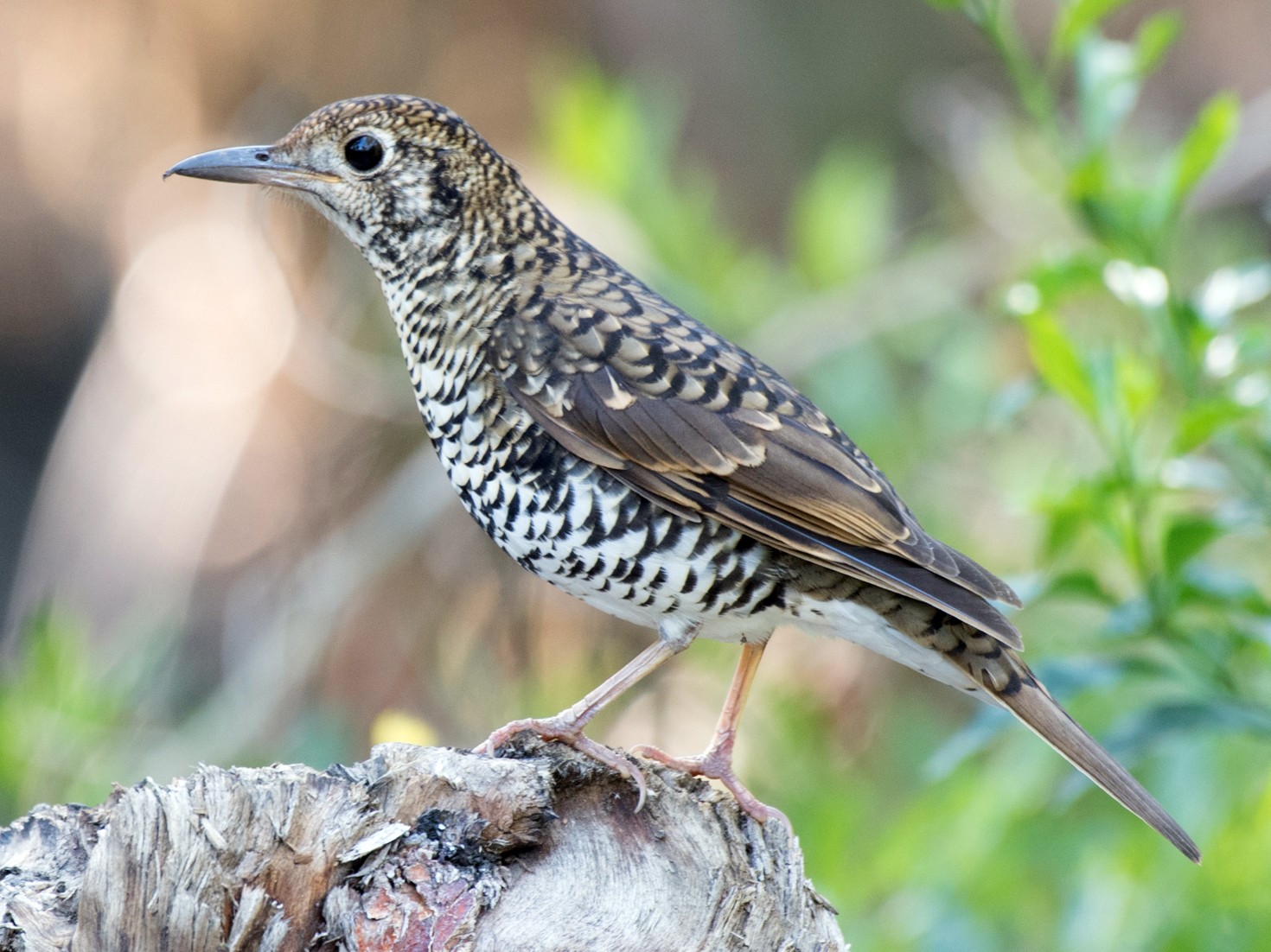 Bassian Thrush - eBird