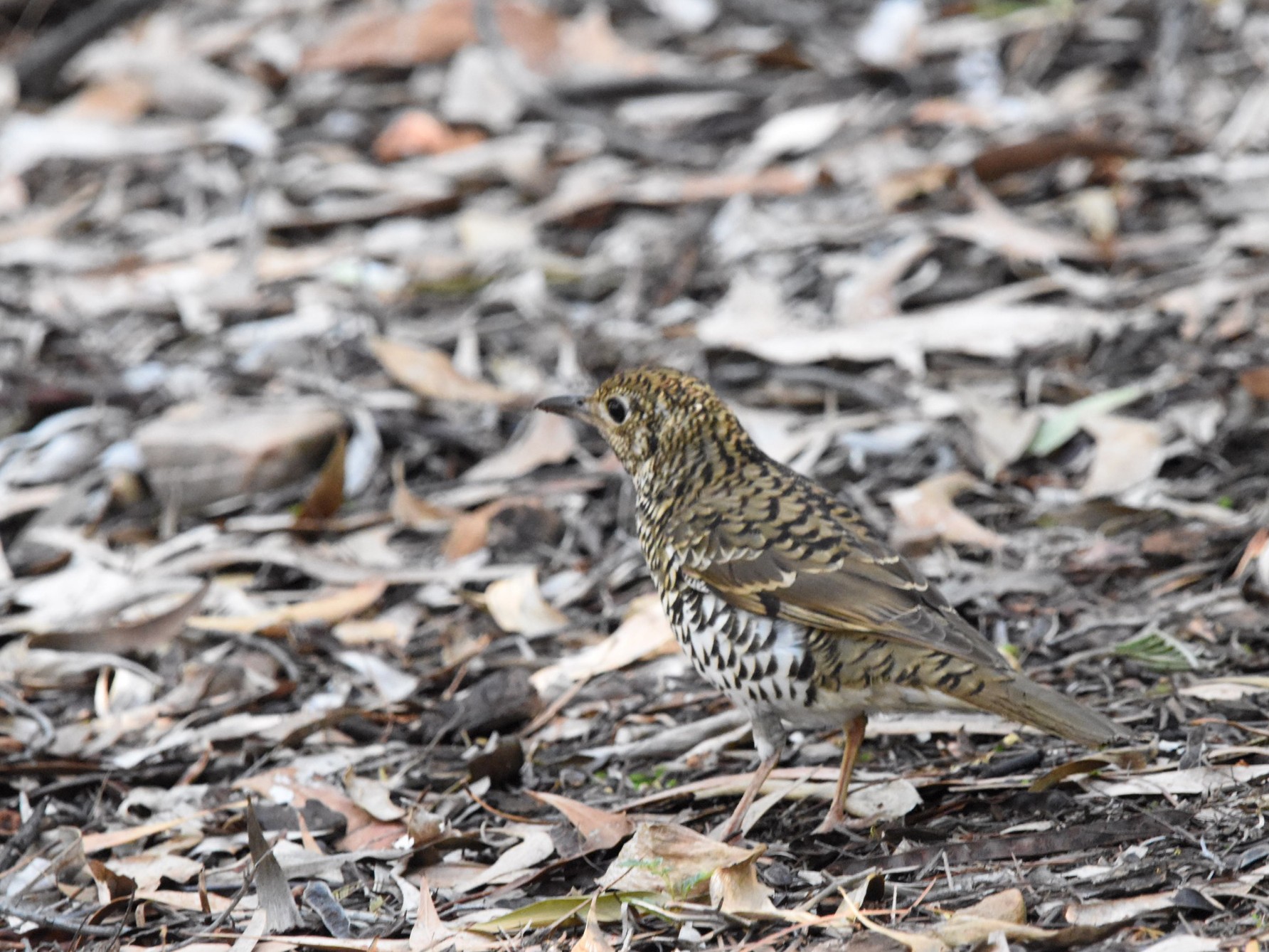 Bassian Thrush - eBird