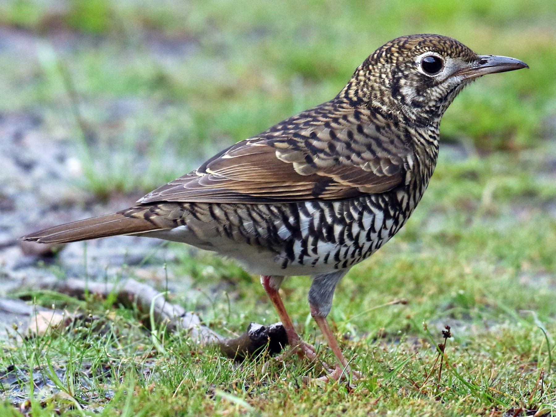 Bassian Thrush - eBird