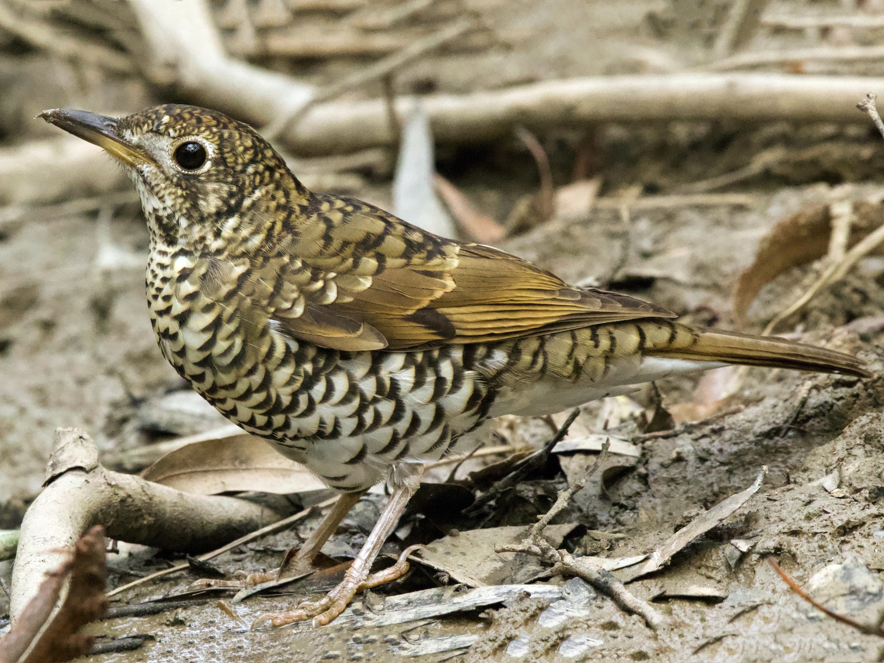Bassian Thrush - eBird