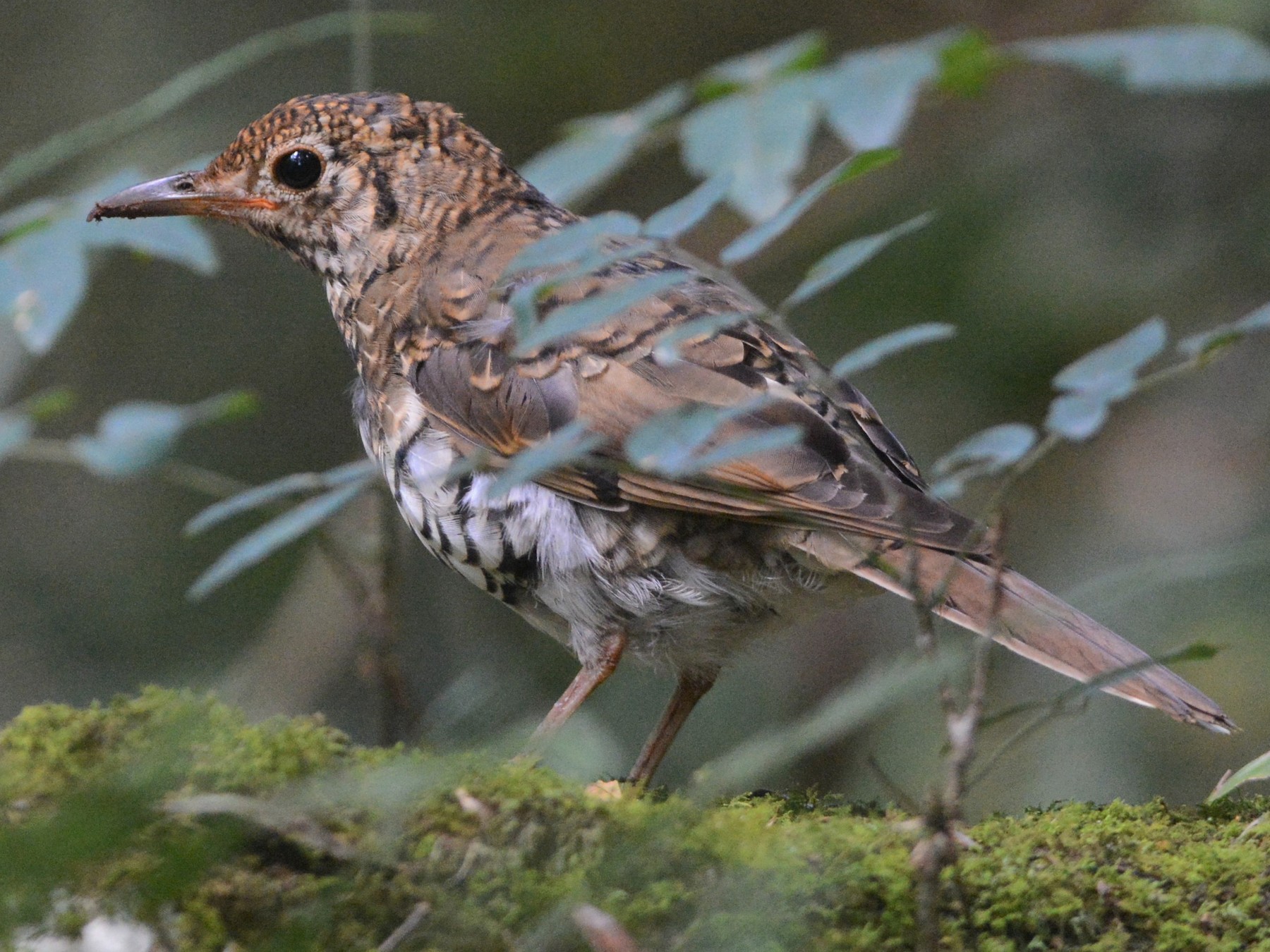 Russet-tailed Thrush - eBird