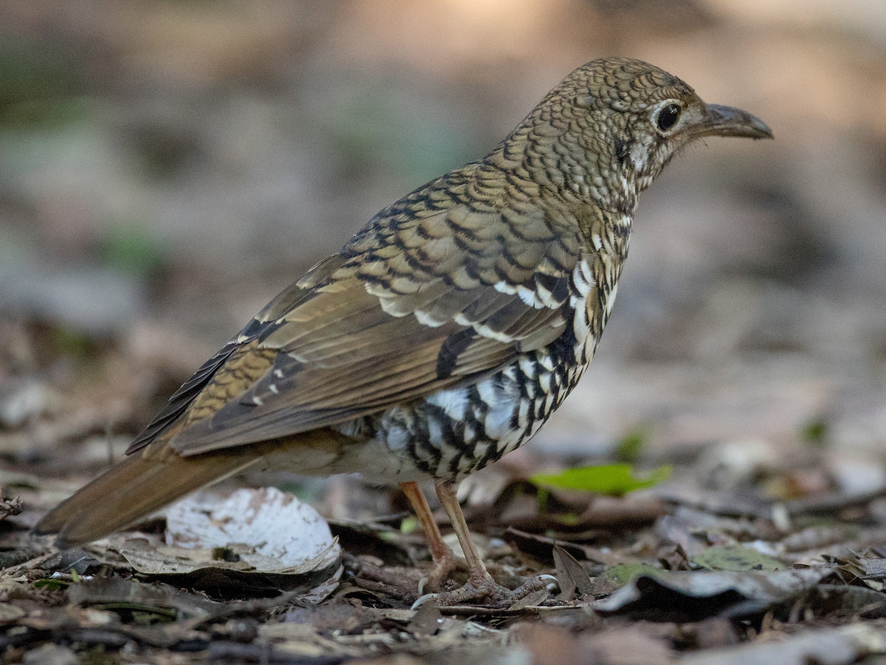 Russet-tailed Thrush - eBird