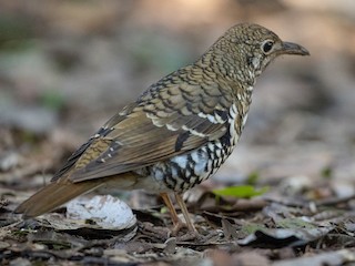 Russet-tailed Thrush - eBird