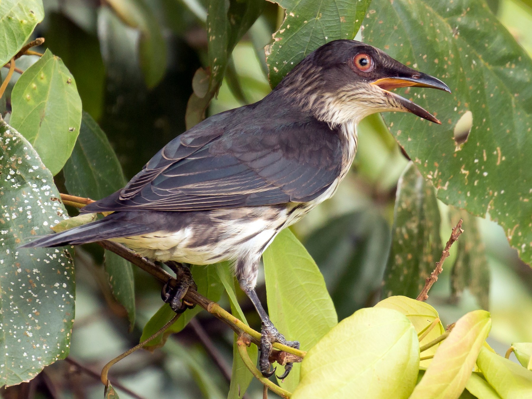Metallic Starling - eBird