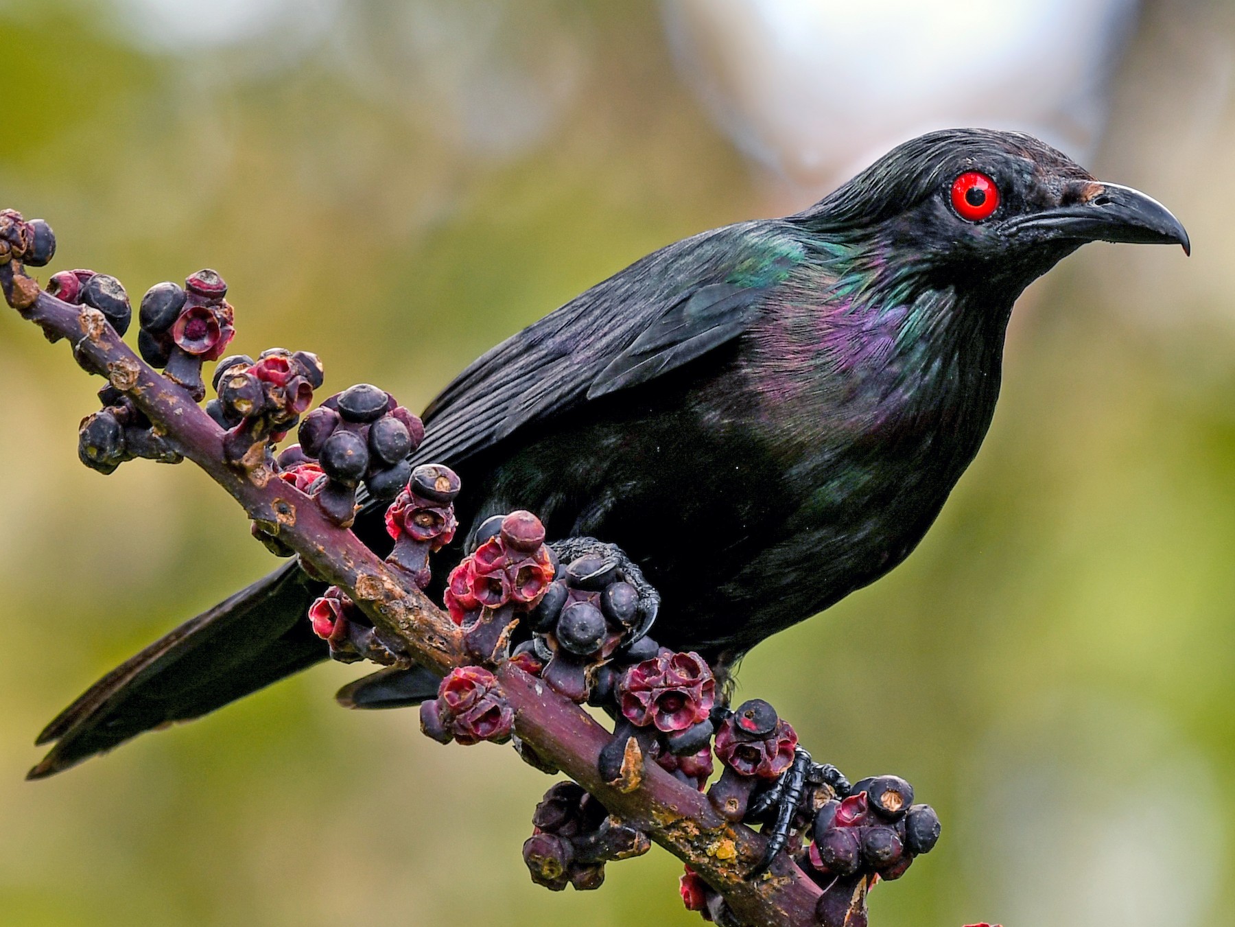 Metallic Starling - eBird