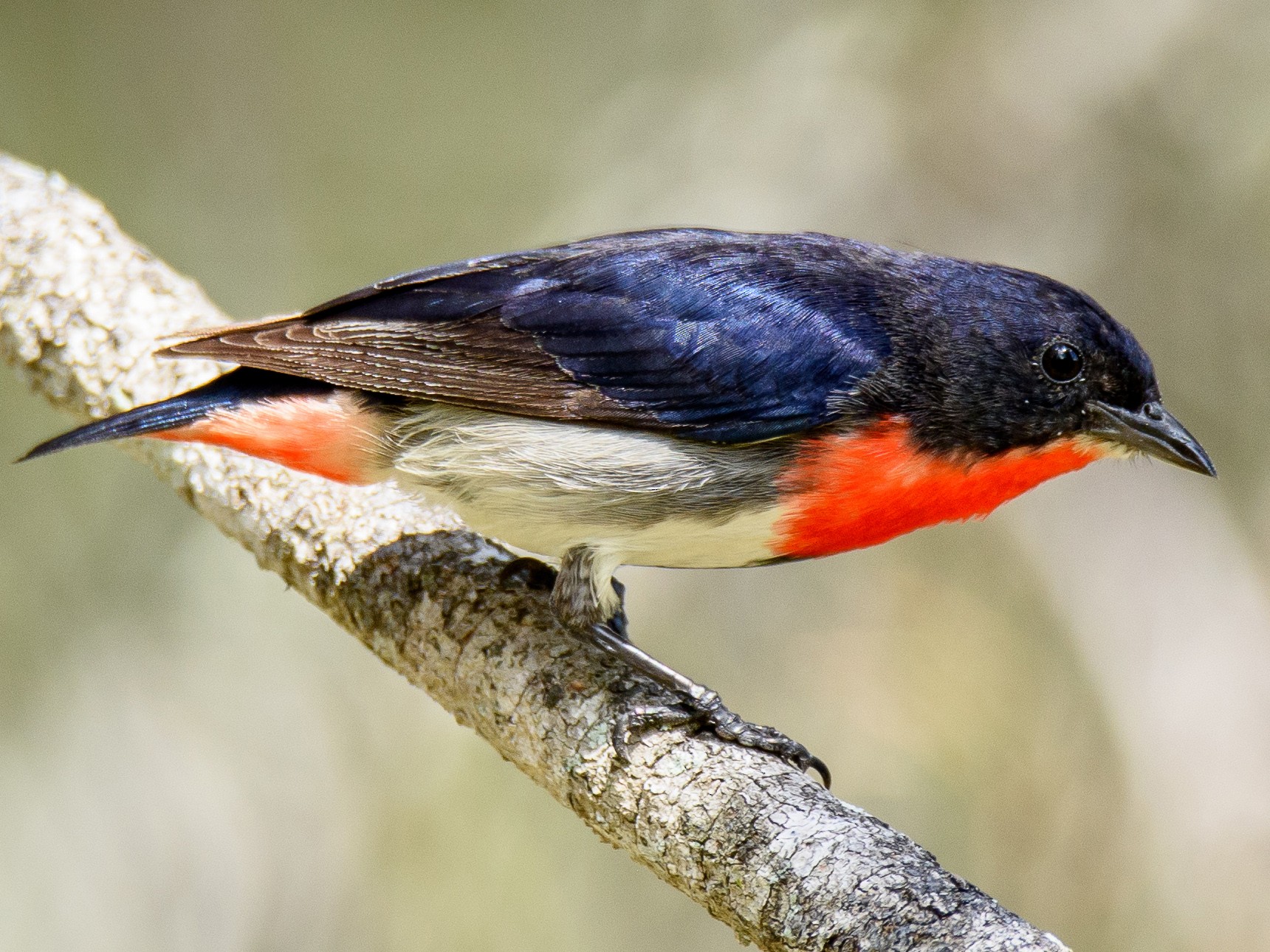 Mistletoebird - eBird
