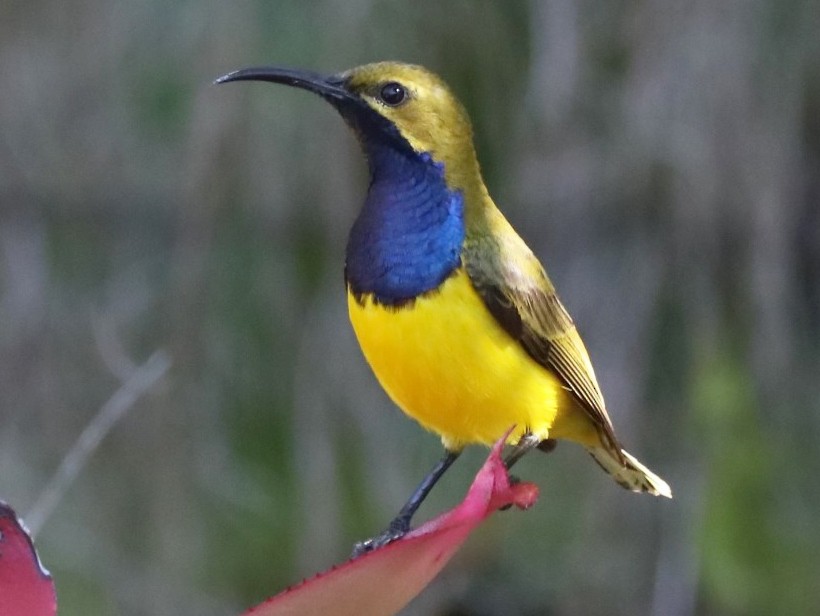 Olive-backed Sunbird - eBird