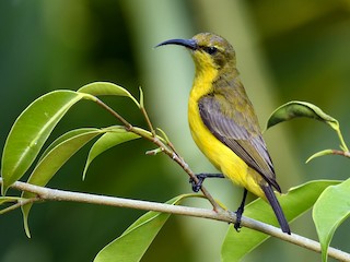 Sahul Sunbird - eBird