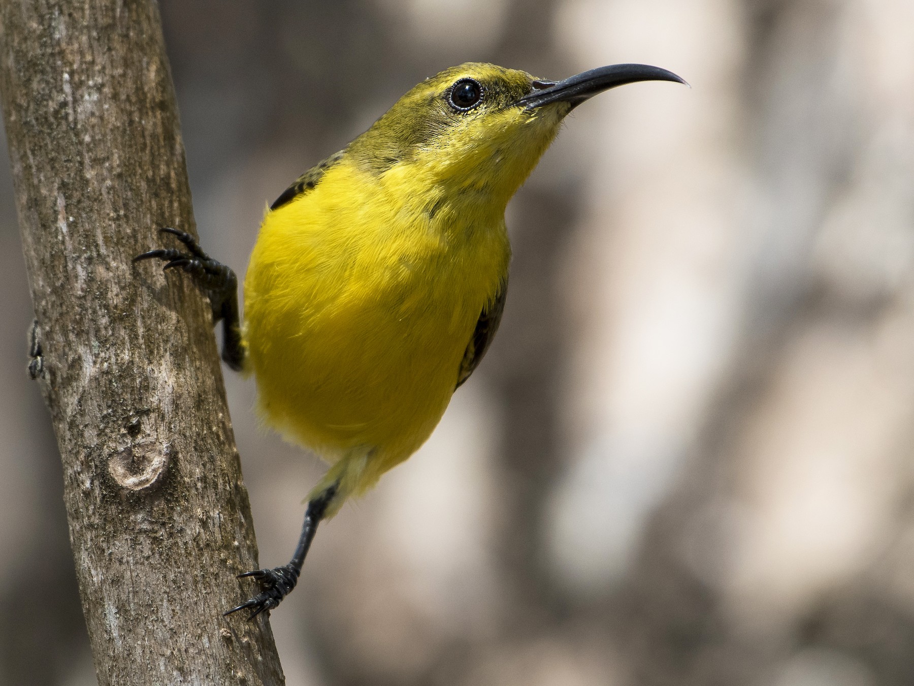 Olive-backed Sunbird - eBird