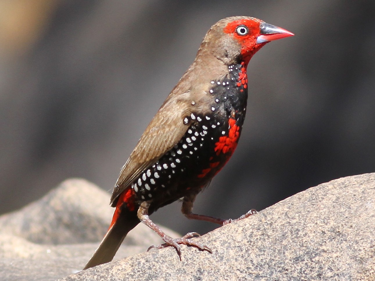 Painted Firetail - eBird