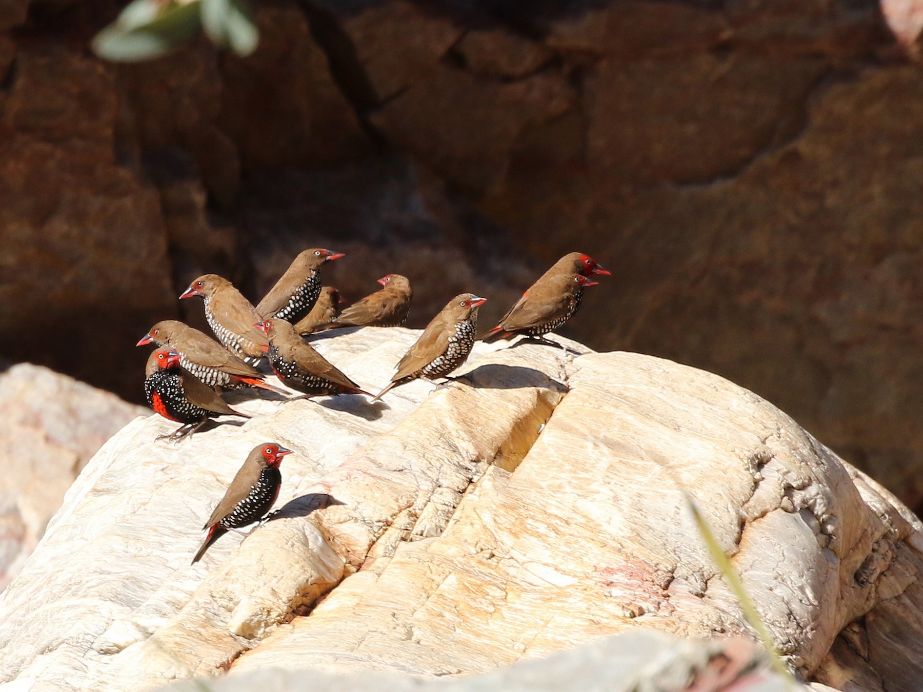 Painted Firetail - eBird