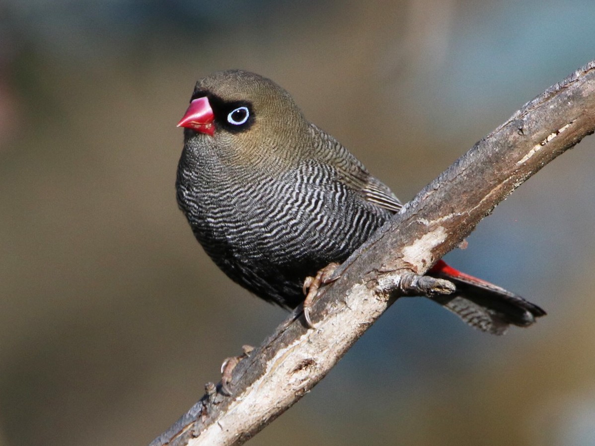 Beautiful Firetail - eBird
