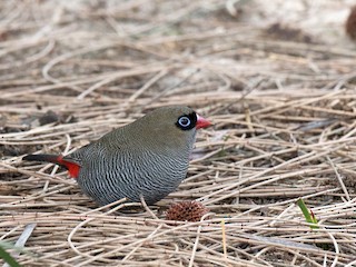 Beautiful Firetail - eBird