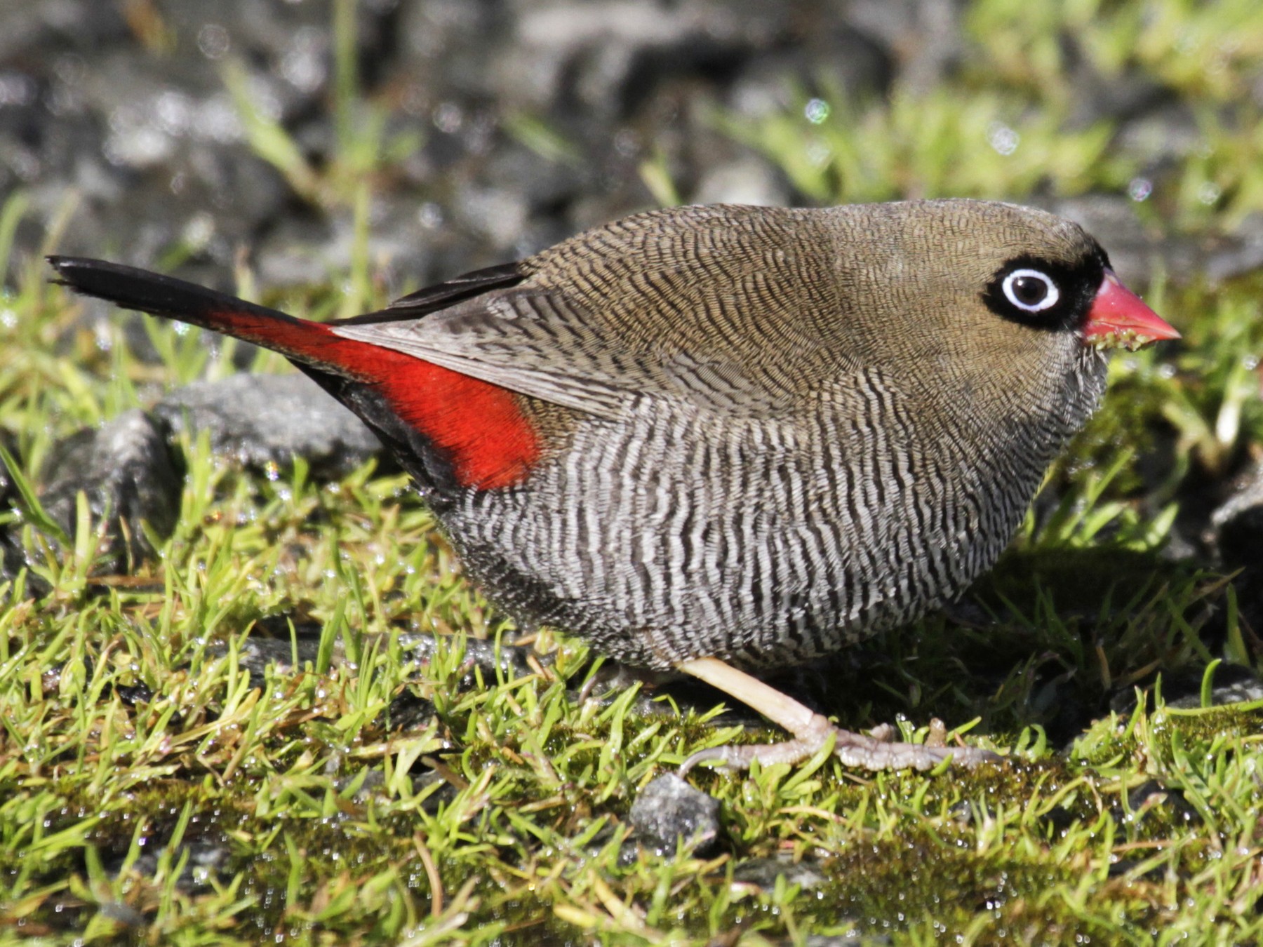 Beautiful Firetail - eBird