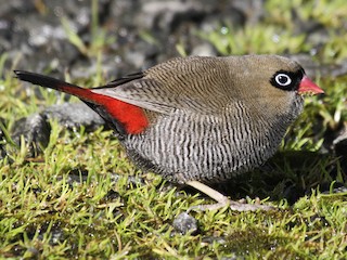 Beautiful Firetail - eBird