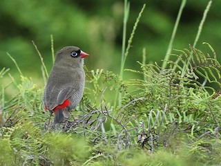 Beautiful Firetail - eBird
