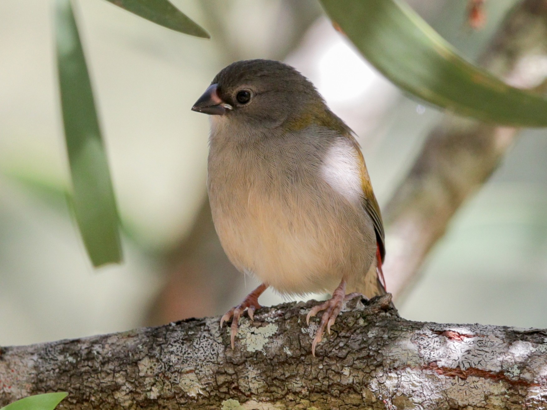 Red-browed Firetail - eBird